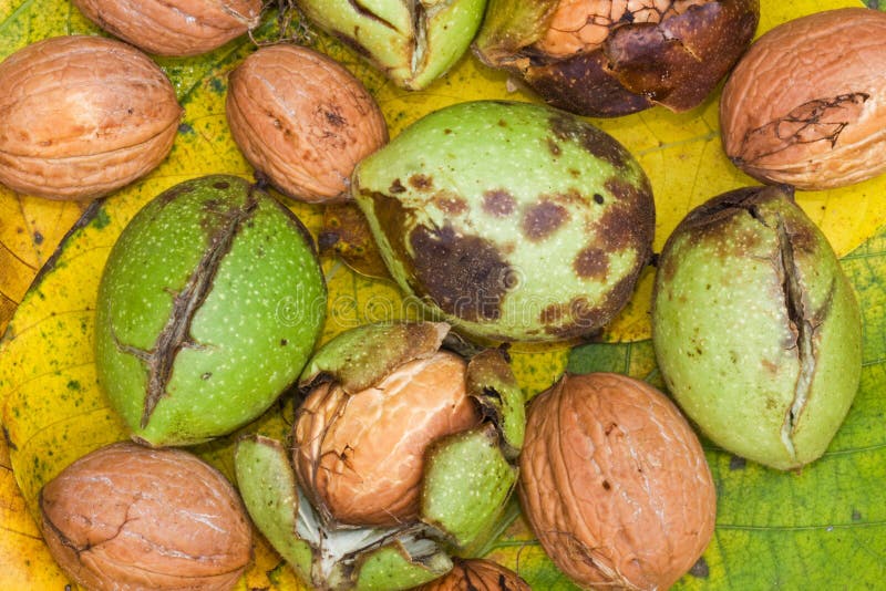 Walnut harvest. stock photo. Image of kernel, healthy - 16350006