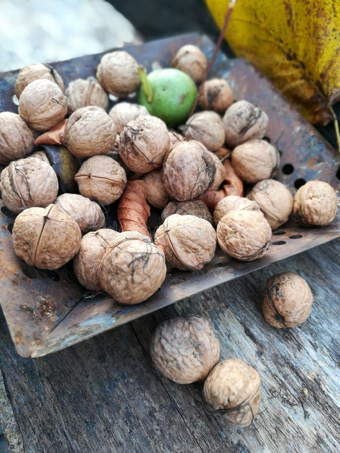Walnut Harvest 2018, Good Quality and Taste Stock Image - Image of good ...
