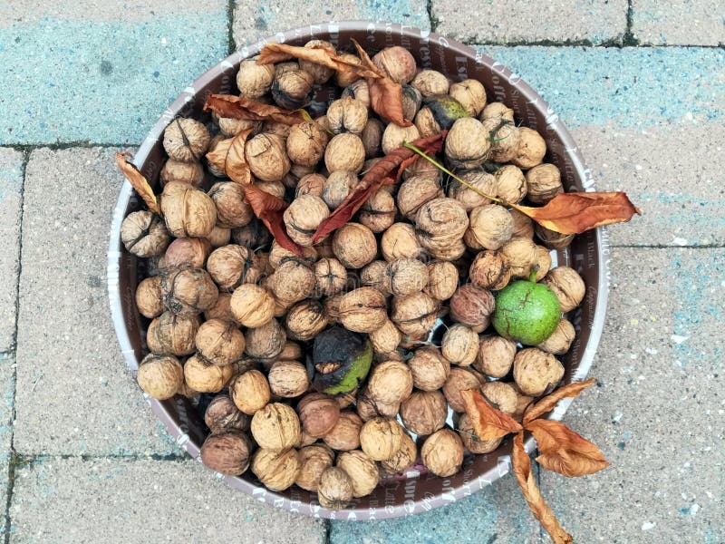 Walnut Harvest 2018, Good Quality and Taste Stock Photo - Image of ...