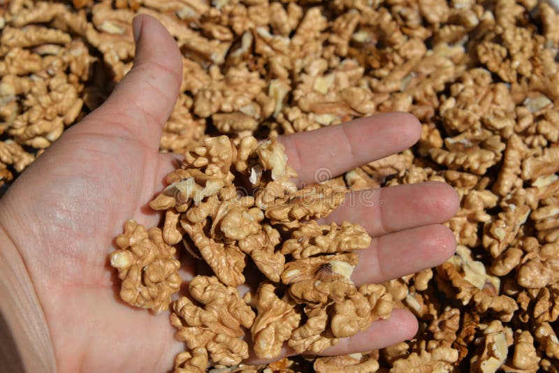 Peeled Walnut Kernels in Hand Stock Image - Image of delicious, snack ...
