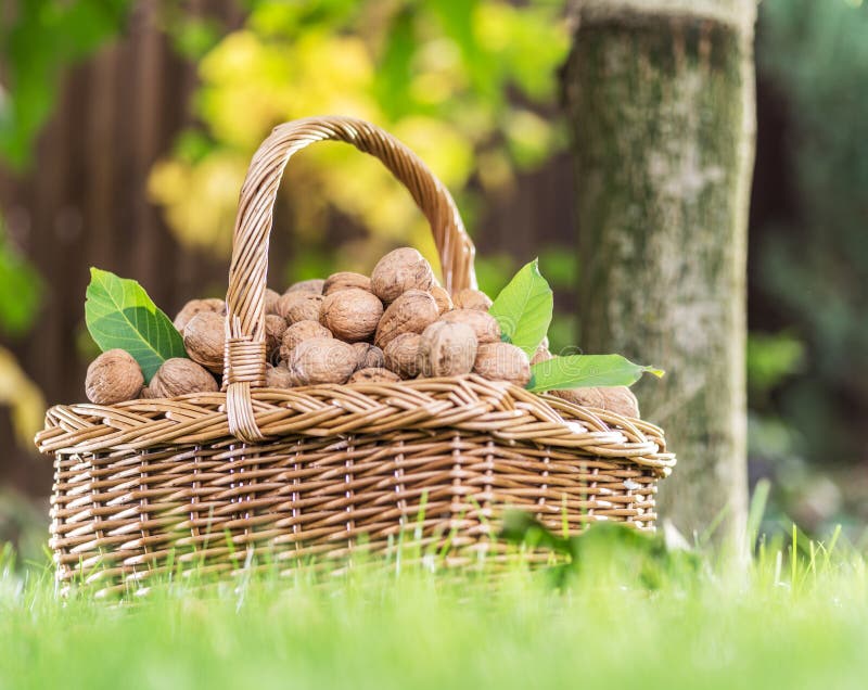 Walnut harvest in autumn stock photo. Image of form - 128375778