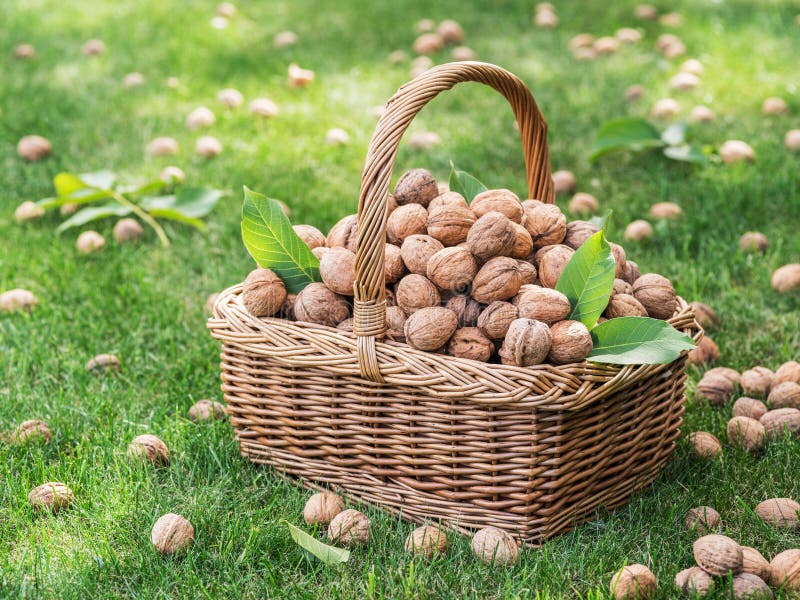 Walnut harvest in autumn stock photo. Image of form - 128375778