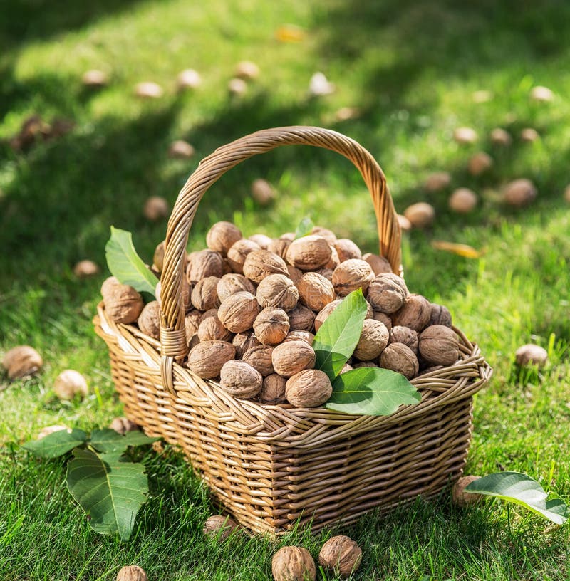 Walnut Harvest. Walnuts in the Basket on the Green Grass Stock Photo ...