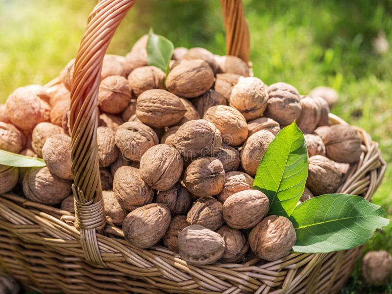 Walnut harvest in autumn stock photo. Image of form - 128375778