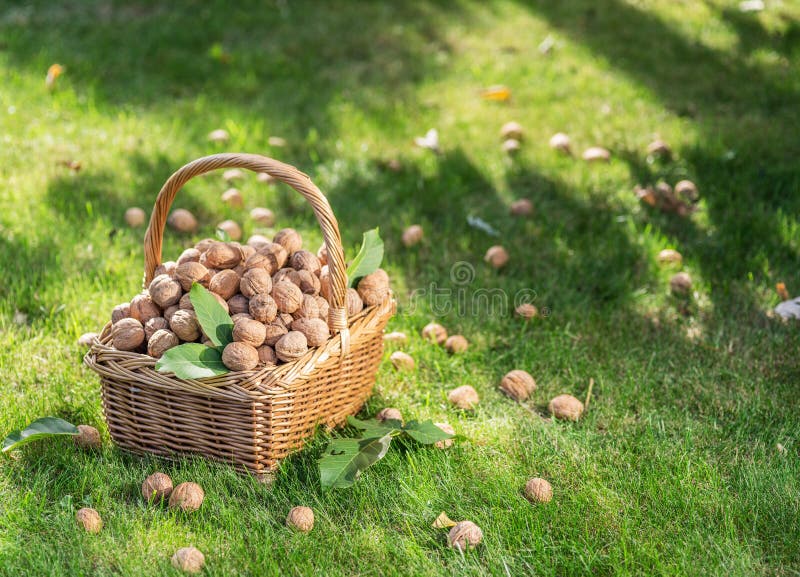 Walnut harvest in autumn stock photo. Image of form - 128375778