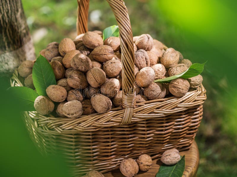 Walnut harvest in autumn stock photo. Image of form - 128375778