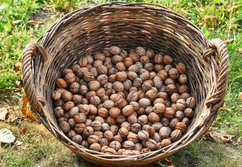 WALNUTS in BASKET stock image. Image of shell, nutrition - 126956235