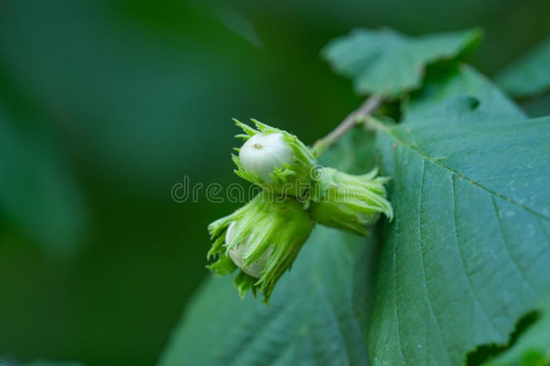 Walnut Hazel on a Tree in Summer Stock Image - Image of tree, summer ...