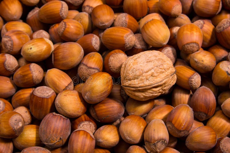 Walnut among hazelnuts stock photo. Image of organic - 49046400