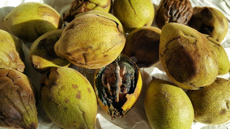 Walnut stock photo. Image of ripe, nature, cracked, group - 80483716