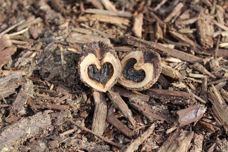 Walnut Hearts stock photo. Image of isolated, shell, background - 85018932