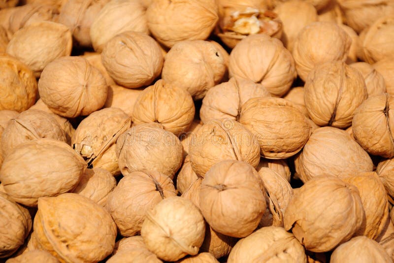 Hetao Stock Photos - Free & Royalty-Free Stock Photos from Dreamstime