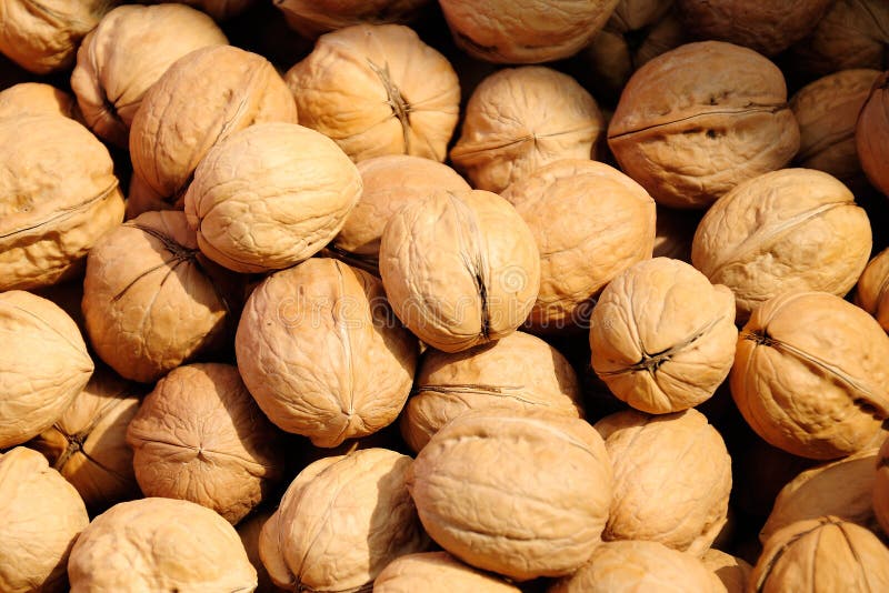 Hetao Stock Photos - Free & Royalty-Free Stock Photos from Dreamstime