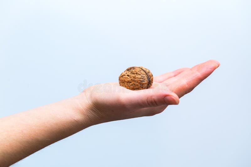 Walnut Holding by Woman Hands. Stock Photo - Image of nature ...