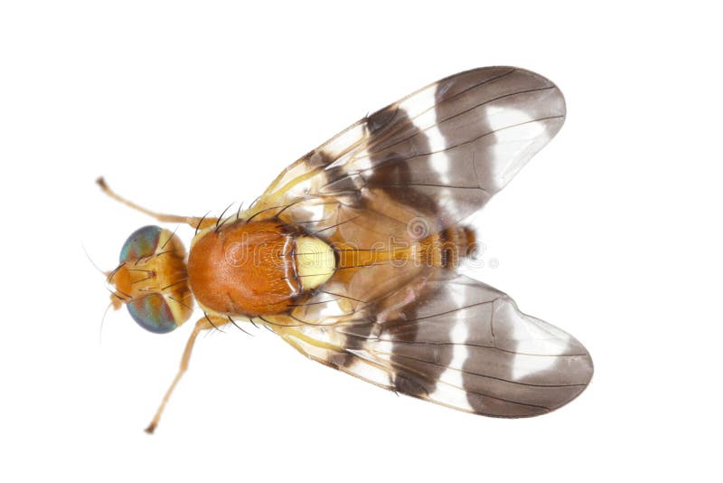 Walnut Husk Fly (Rhagoletis Completa) it is Quarantine Species of ...