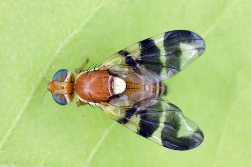 Walnut Husk Fly (Rhagoletis Completa) It Is Quarantine Species Of ...