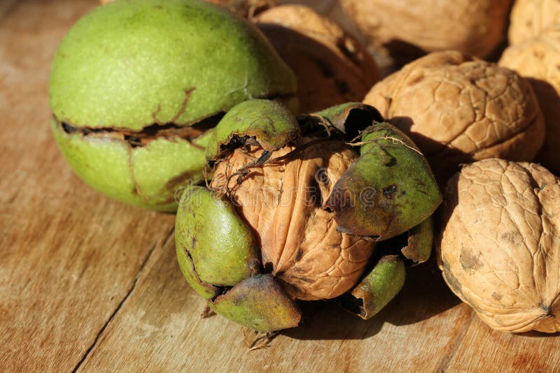 Walnut husk stock image. Image of green, skin, edible - 45223467
