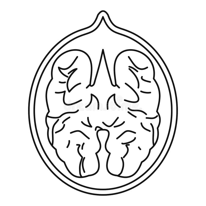Walnut icon, outline style stock vector. Illustration of natural ...