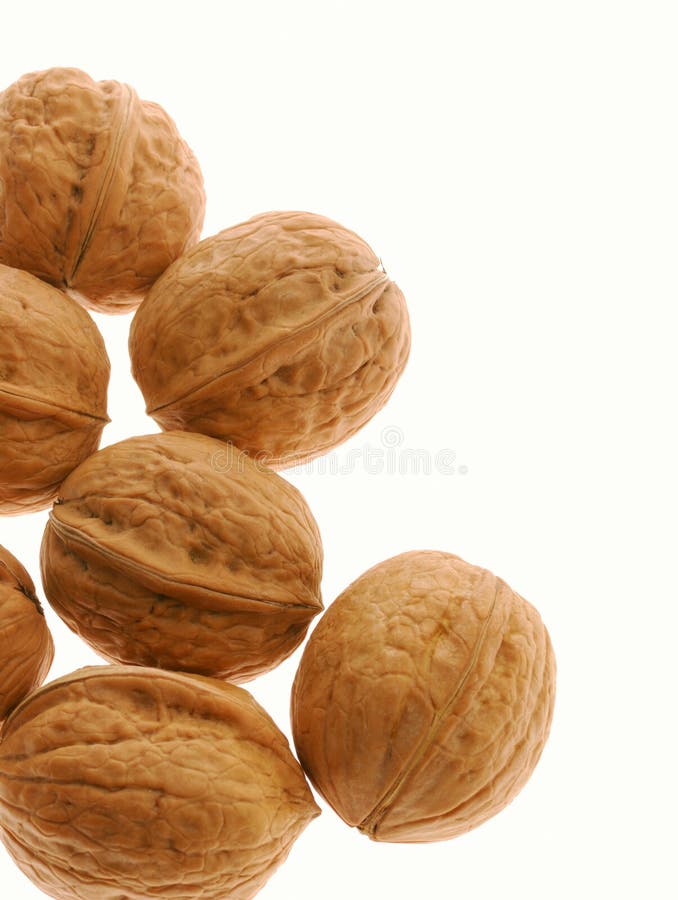Walnuts from Small To Big Isolated Stock Photo - Image of macro, steps ...