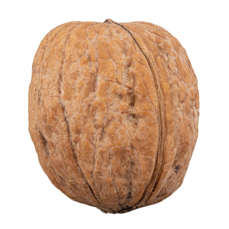 Walnut Isolated Closeup on White Background with Clipping Path. Nut ...