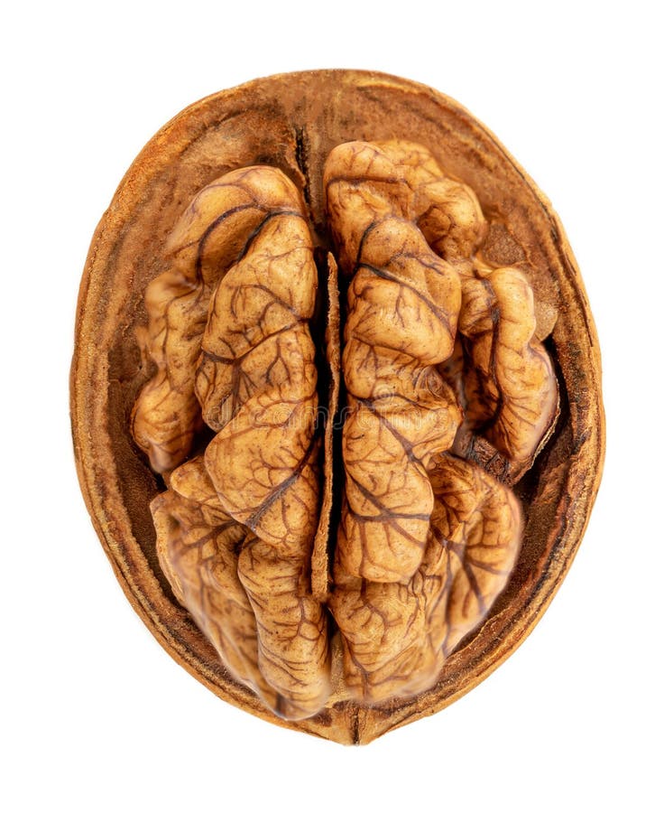 Walnut Isolated. Walnut Kernel Nut on White Background. Close Up.Top ...