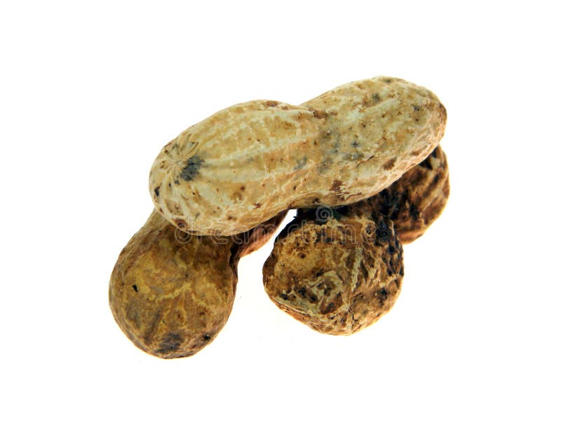 Walnut Isolated on White Background Stock Image - Image of closeup ...