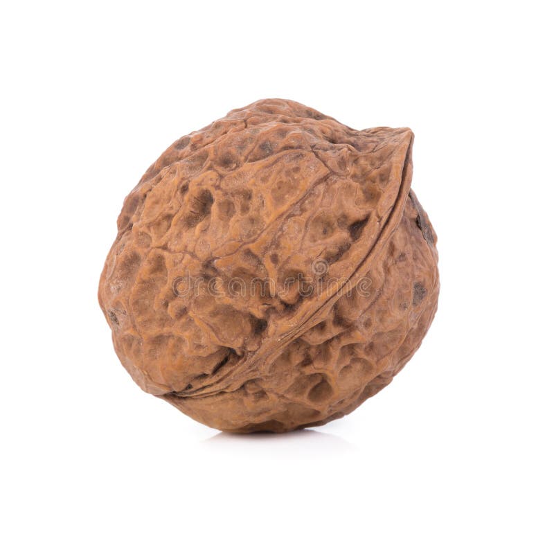 Walnut Isolated on the White Background Stock Image - Image of white ...