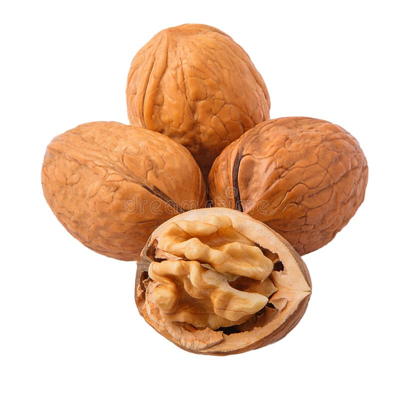 Walnut on Isolated White Background Stock Photo - Image of hazel ...