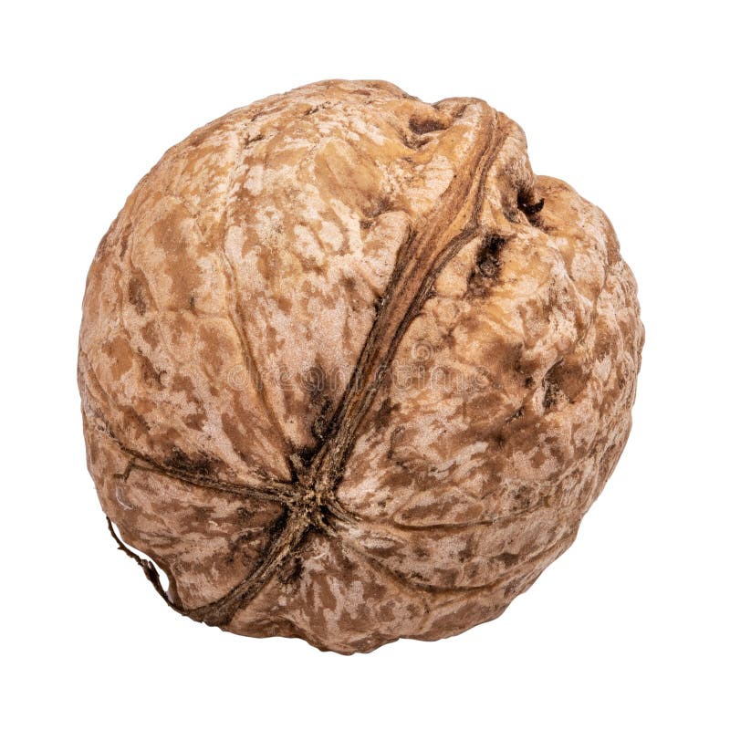 Walnut Isolated on White Background Stock Photo - Image of dried, brown ...