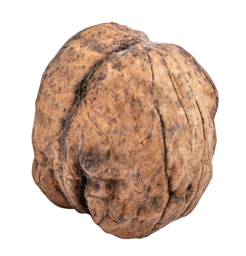 Walnut Isolated on White Background Stock Photo - Image of dried, brown ...