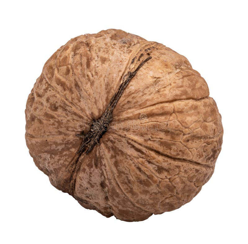 Walnut Isolated on White Background Stock Photo - Image of food, shell ...