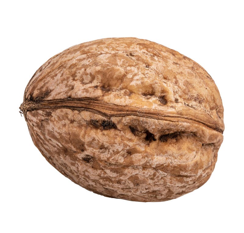 Walnut Isolated on White Background Stock Photo - Image of nutrition ...