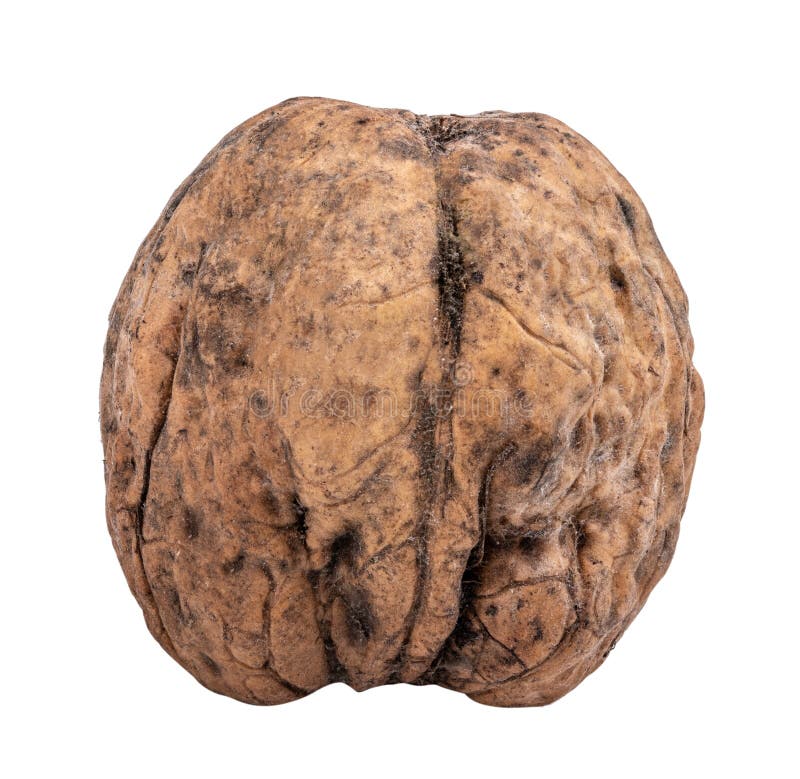 Walnut Isolated on White Background Stock Photo - Image of healthy ...