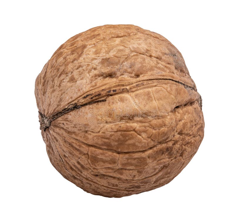 Walnut Isolated on White Background Stock Photo - Image of nutrition ...