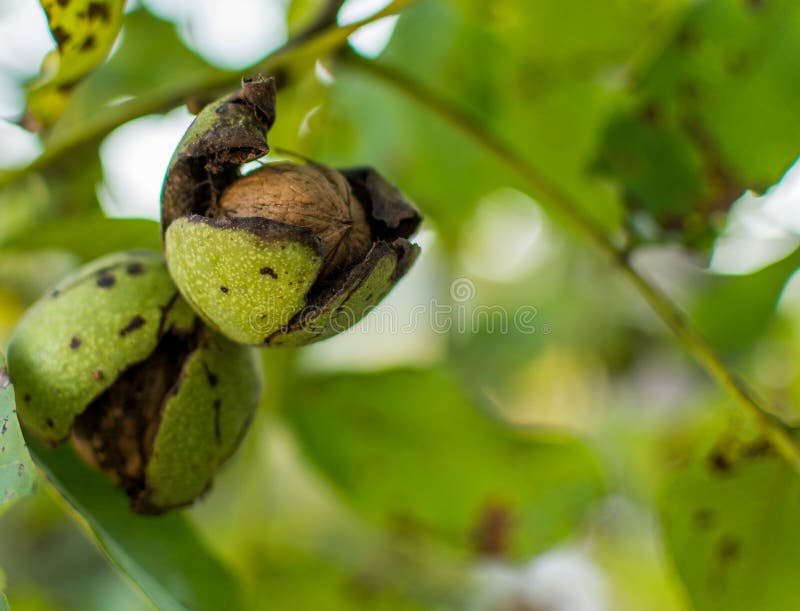 A Walnut in Its Shell on a Tree Just Ripe Stock Image - Image of ...