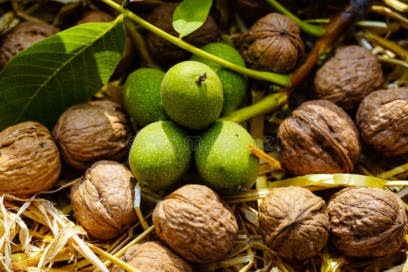 Walnut juglans regia stock image. Image of agriculture - 257699713