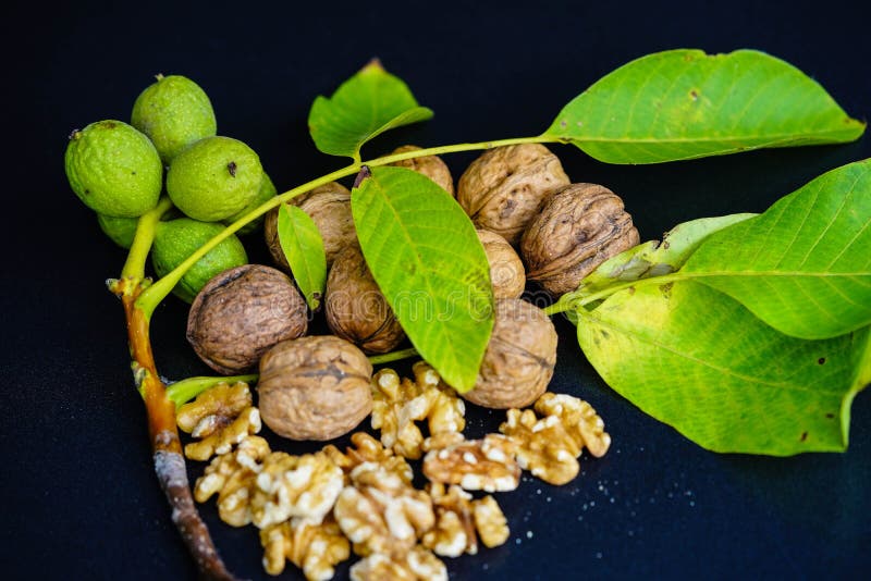 Walnut juglans regia stock photo. Image of nutshell - 257699730