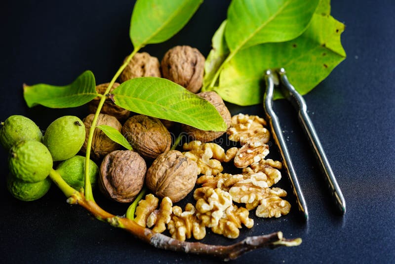 Walnut juglans regia stock image. Image of health, green - 257699737