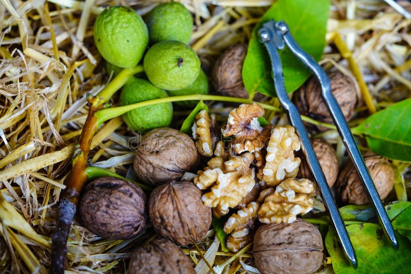 Walnut juglans regia stock image. Image of food, fruit - 257699747