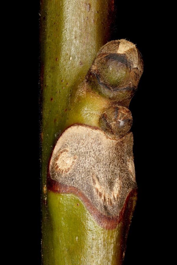 7,359 Focus Stacked Closeups Stock Photos - Free & Royalty-Free Stock ...