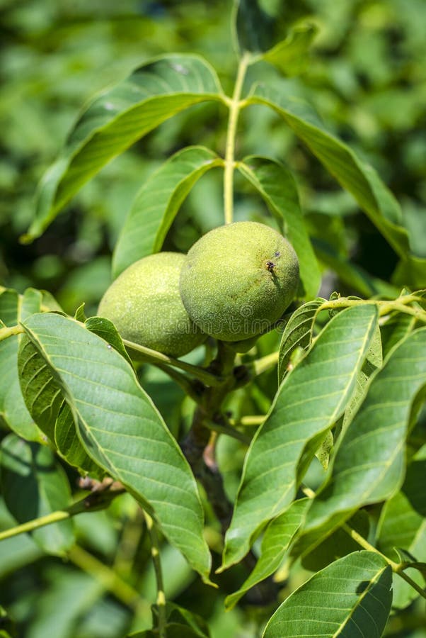 Walnut kernel on a tree stock photo. Image of natural - 156164458