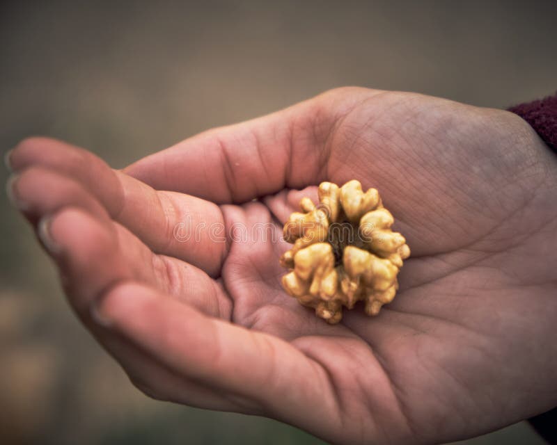 Walnut Kernel Held in the Hand by a Girl Stock Photo - Image of crack ...
