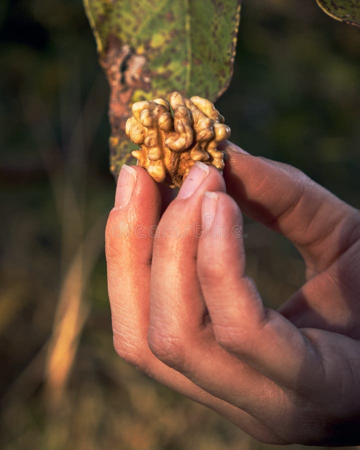 Walnut Kernel Held in the Hand by a Girl Stock Photo - Image of food ...