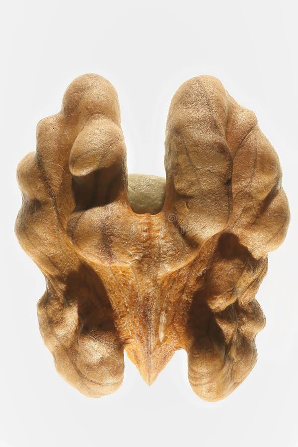 Walnut kernel stock image. Image of brown, macro, textured - 40035593