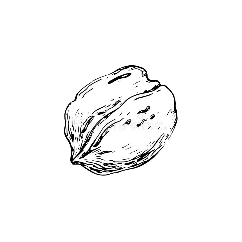 Walnut Kernel in Shell Vector Illustration Hand Drawn with Ink. Black ...