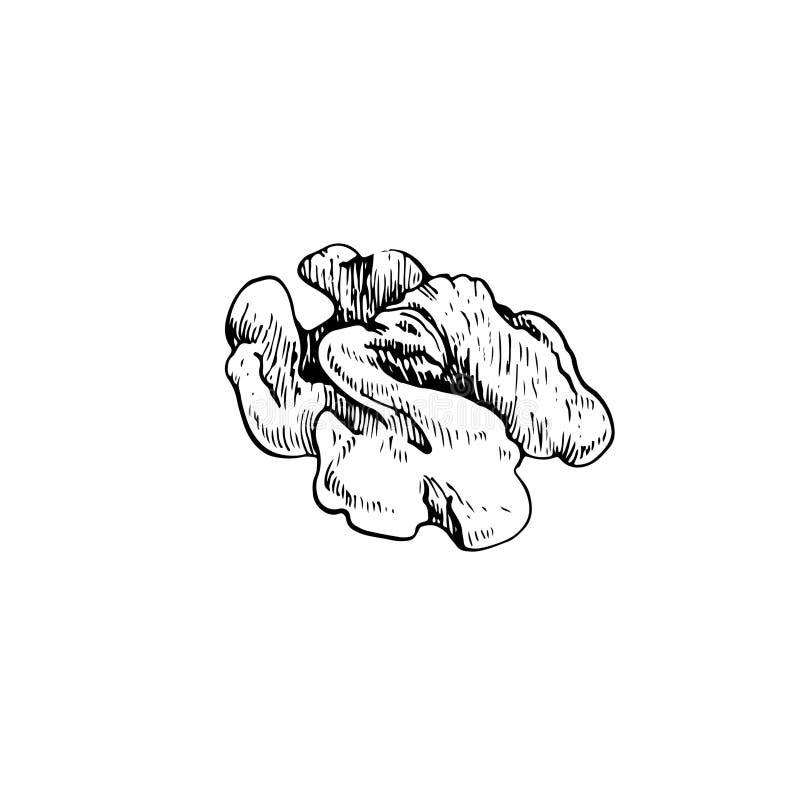 Walnut Kernel in Shell Vector Illustration Hand Drawn with Ink. Black ...
