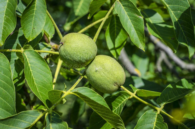 Walnut kernel on a tree stock image. Image of agricultural - 156164511