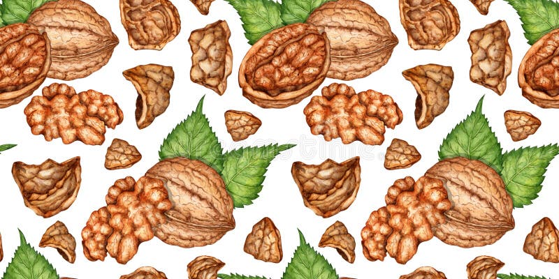 Walnut Kernels Shell and Leaves in Watercolor Stock Image - Image of ...