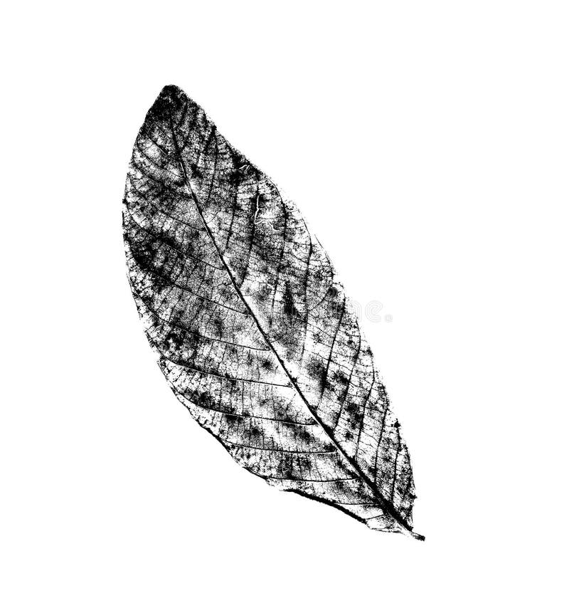 Walnut leaf stock vector. Illustration of isolated, harvest - 89605084