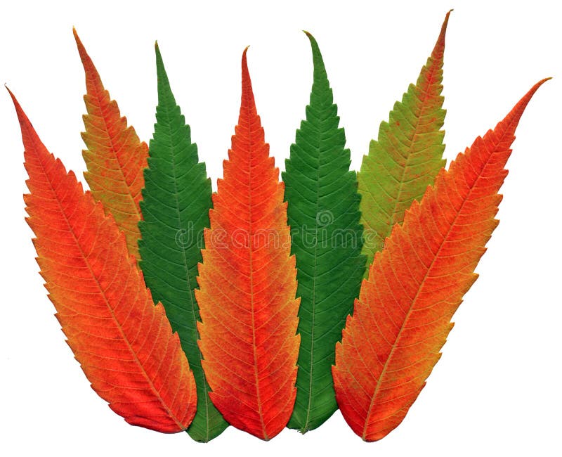 Walnut leaf fall colors stock photo. Image of season, thanksgiving - 277532